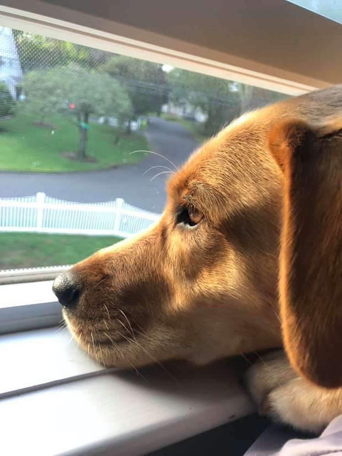 Greenwich family still searching for missing Labrador