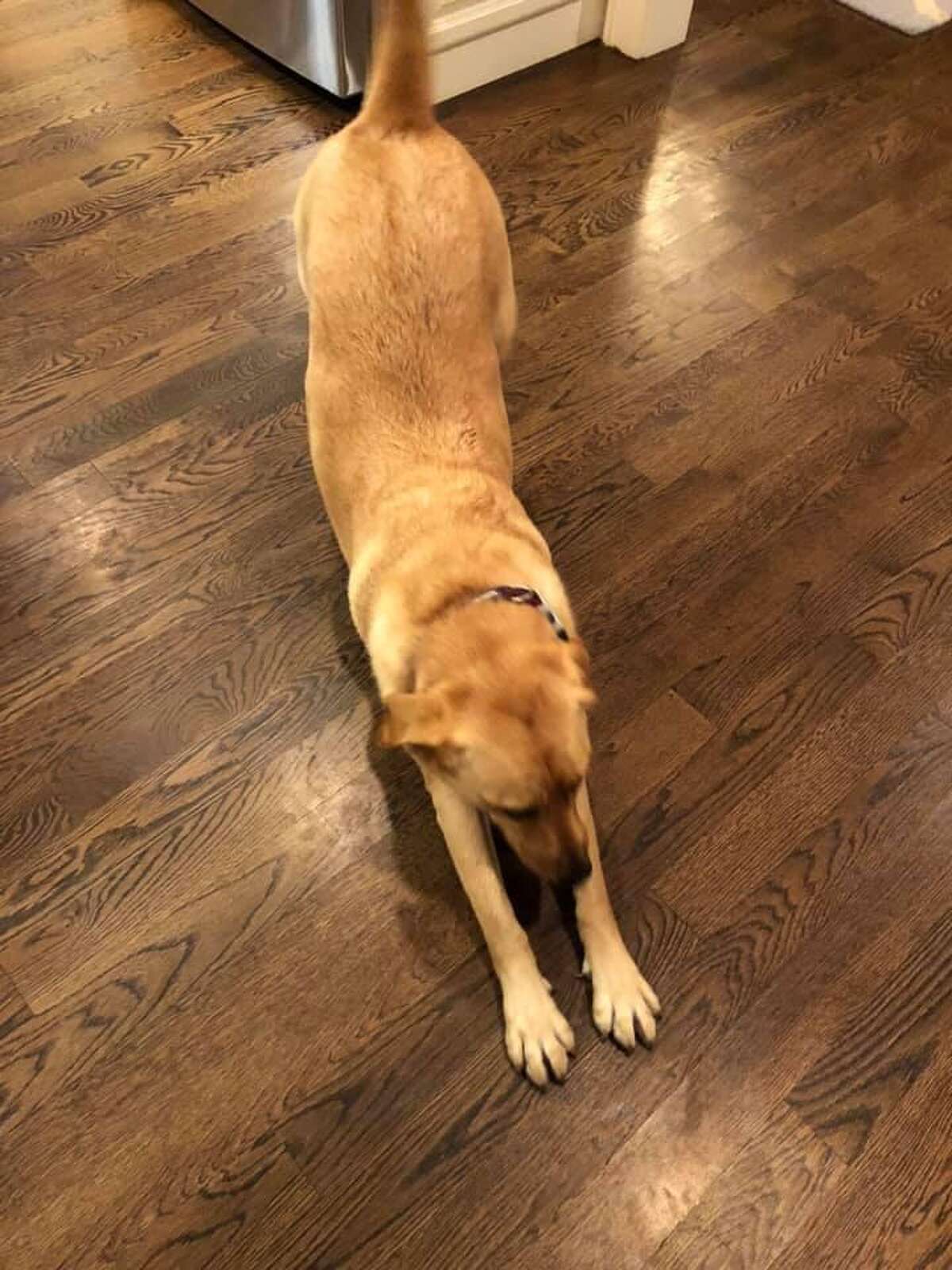 Greenwich family still searching for missing Labrador