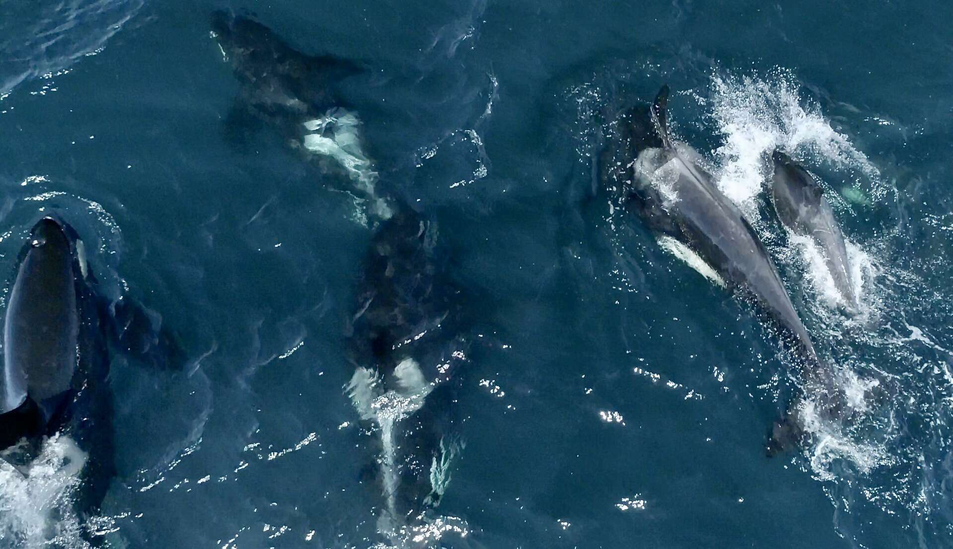 Famous pod of orcas seen in Monterey Bay for first time since 2011