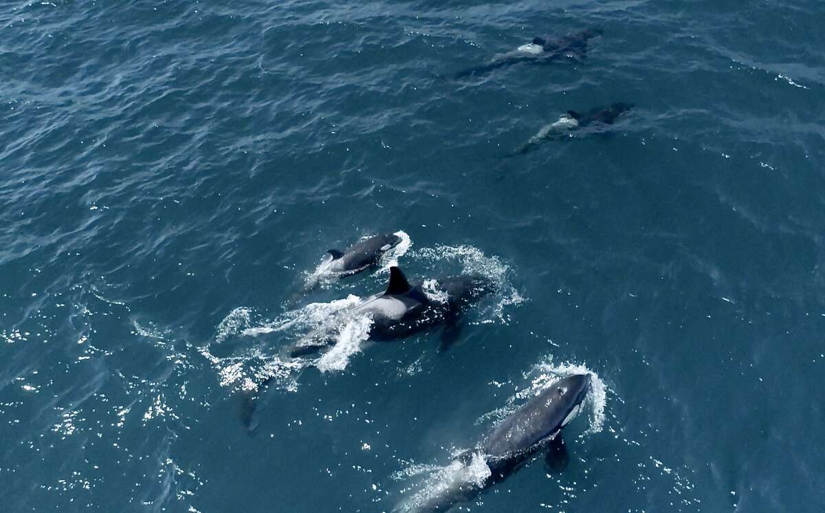 Famous pod of orcas seen in Monterey Bay for first time since 2011