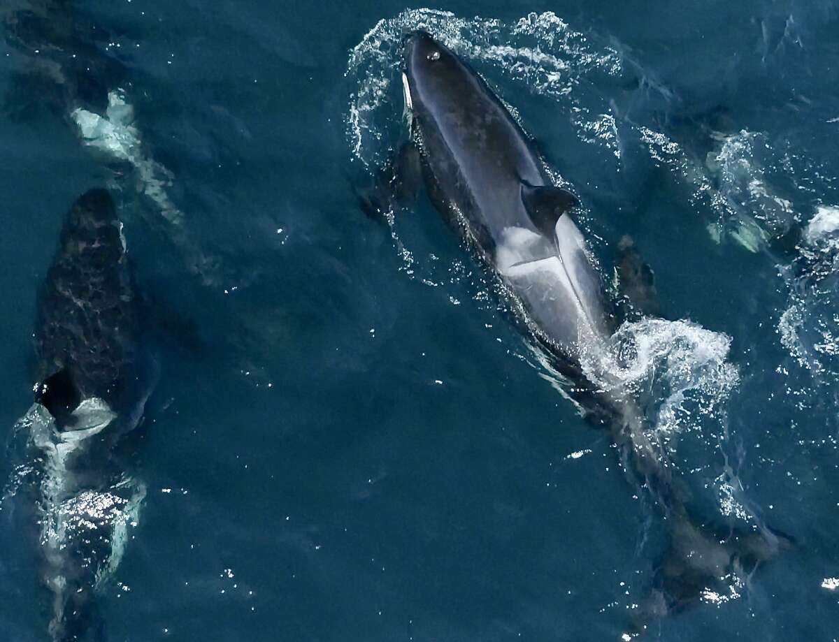Famous pod of orcas seen in Monterey Bay for first time since 2011