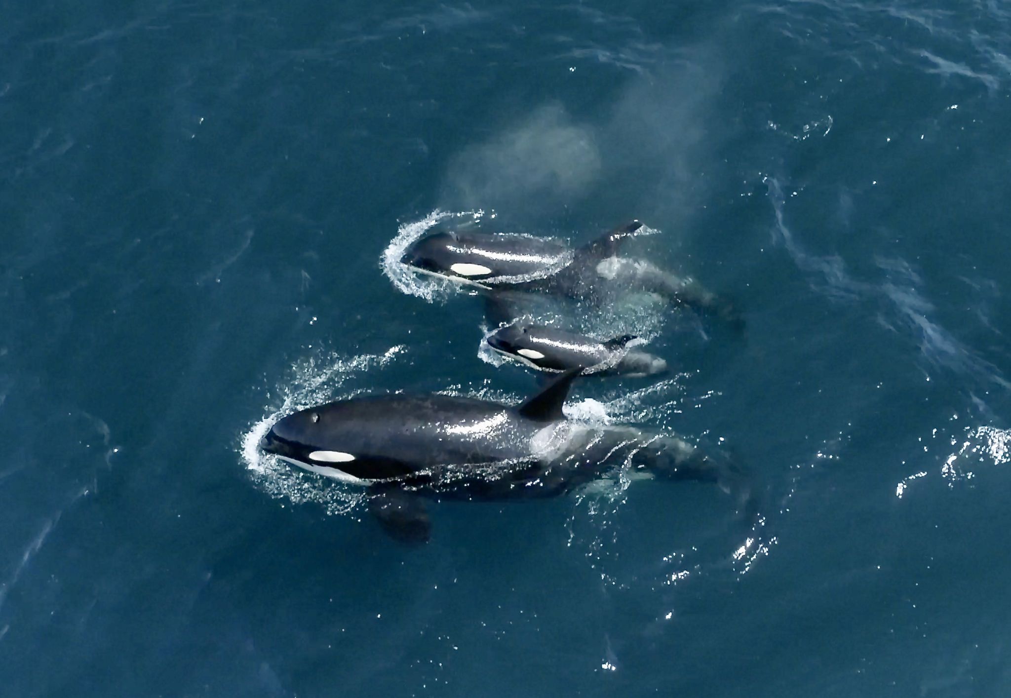 Famous pod of orcas seen in Monterey Bay for first time since 2011