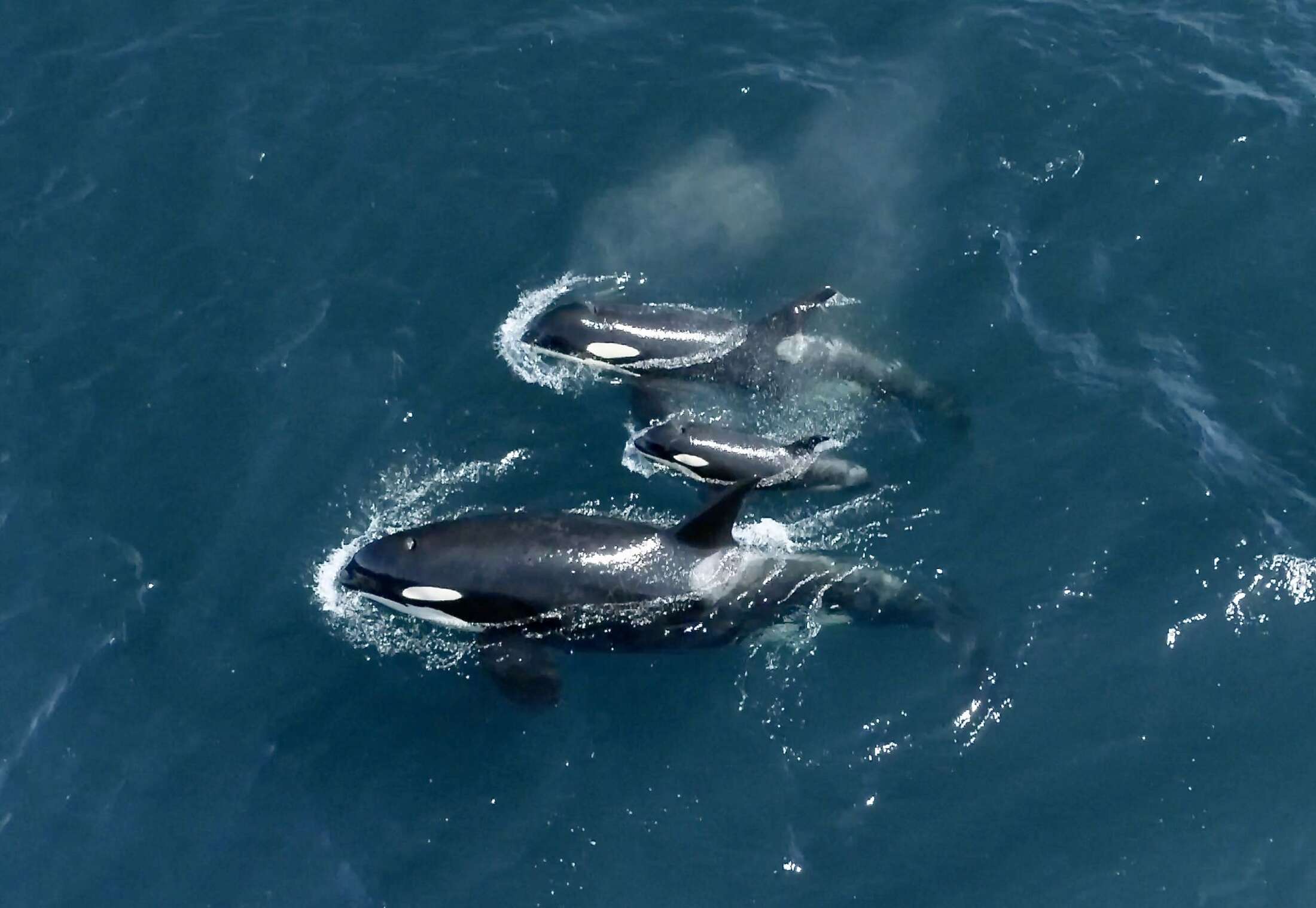 Famous pod of orcas seen in Monterey Bay for first time since 2011