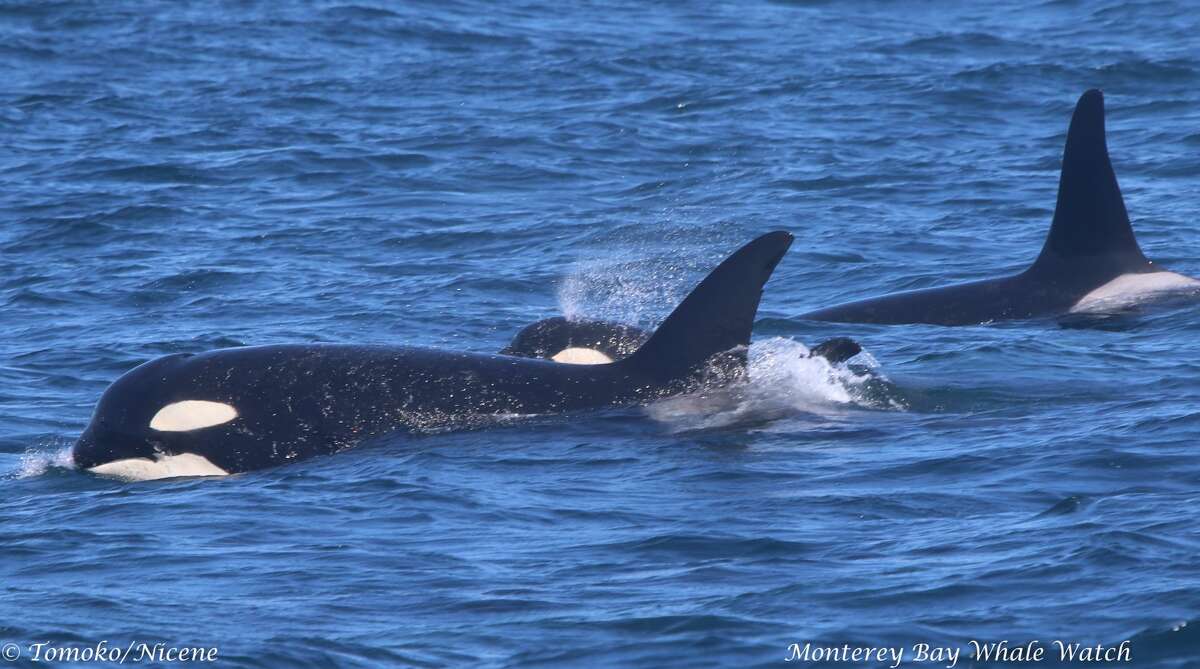 Famous pod of orcas seen in Monterey Bay for first time since 2011