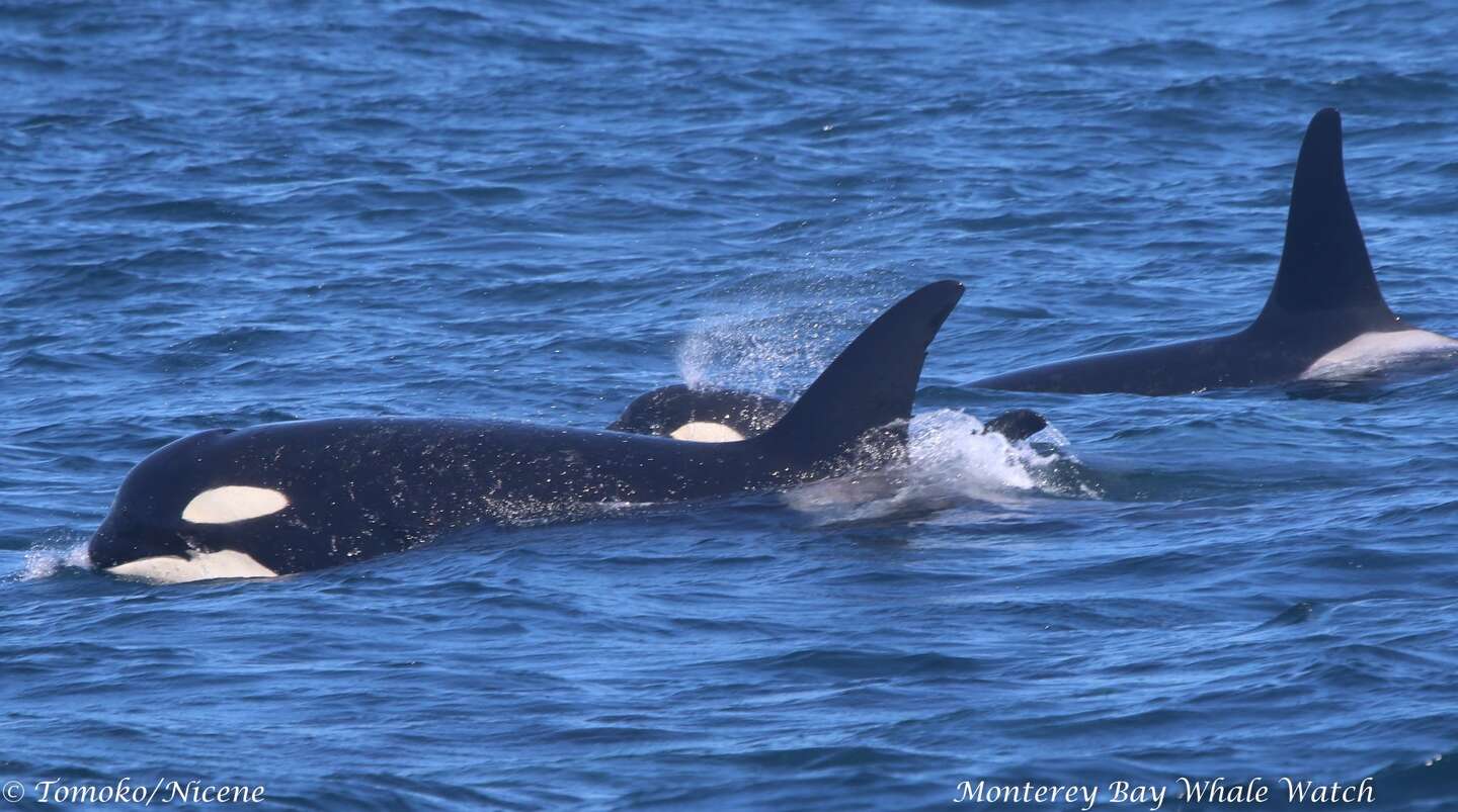 Famous pod of orcas seen in Monterey Bay for first time since 2011