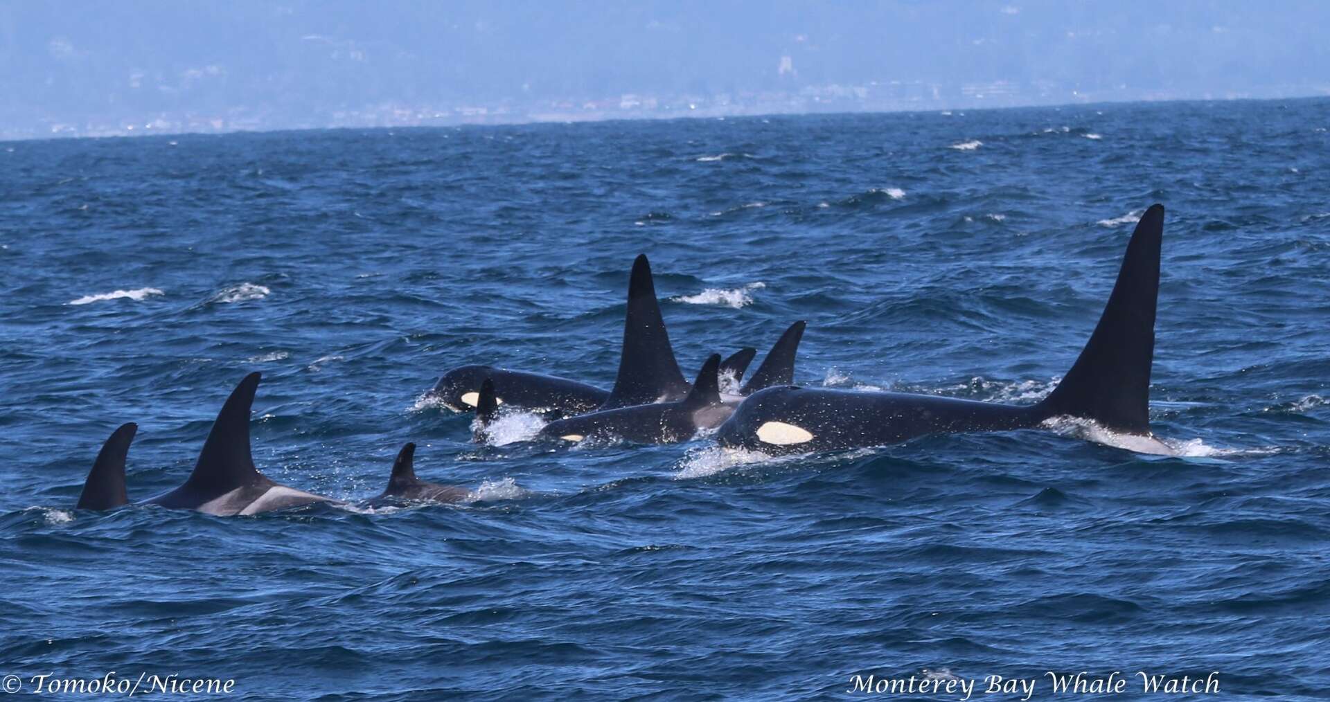 Famous pod of orcas seen in Monterey Bay for first time since 2011