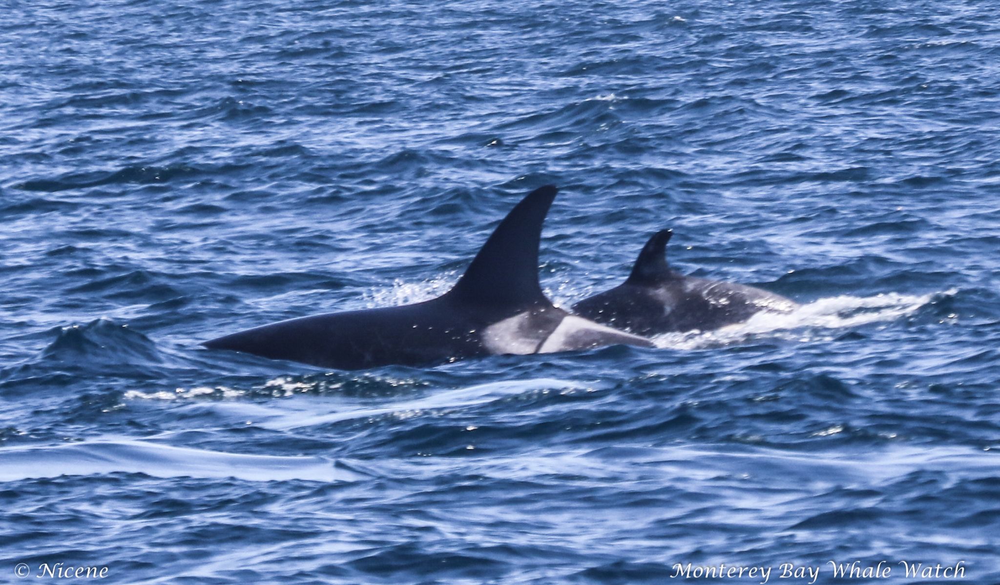 Famous pod of orcas seen in Monterey Bay for first time since 2011
