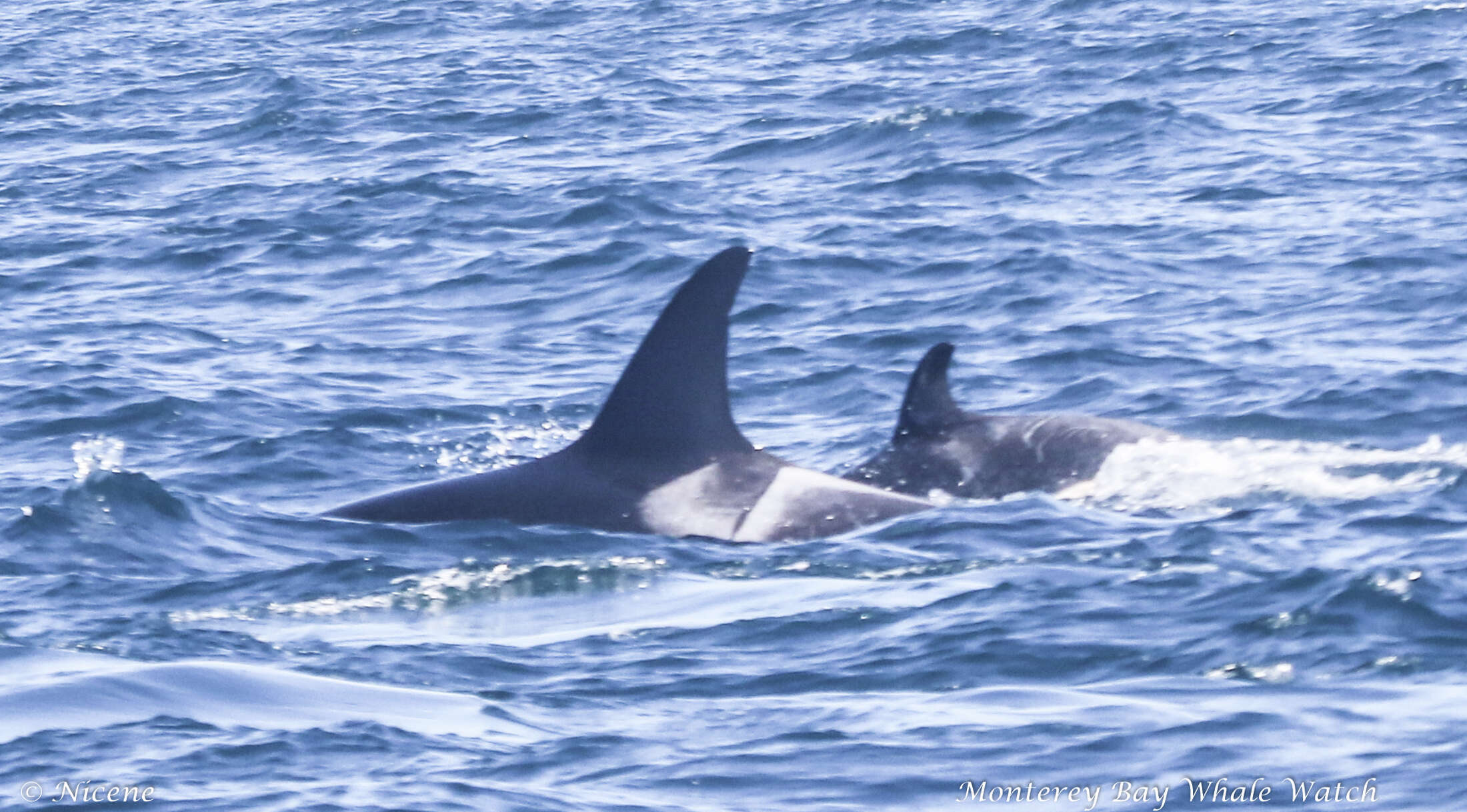 Famous pod of orcas seen in Monterey Bay for first time since 2011