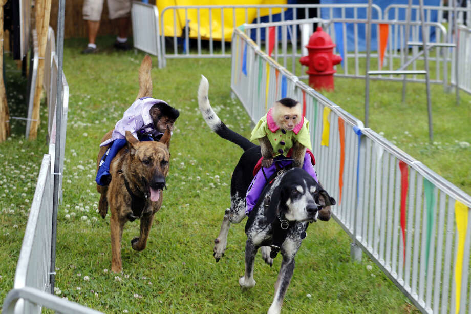 Monkey jockeys ride dogs in 'Banana Derby' at Galveston County Fair and ...