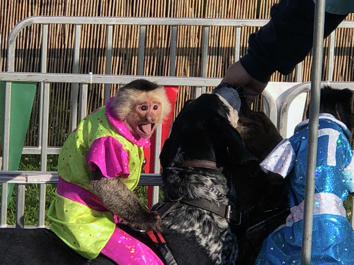 Monkey jockeys ride dogs in 'Banana Derby' at Galveston County Fair and ...