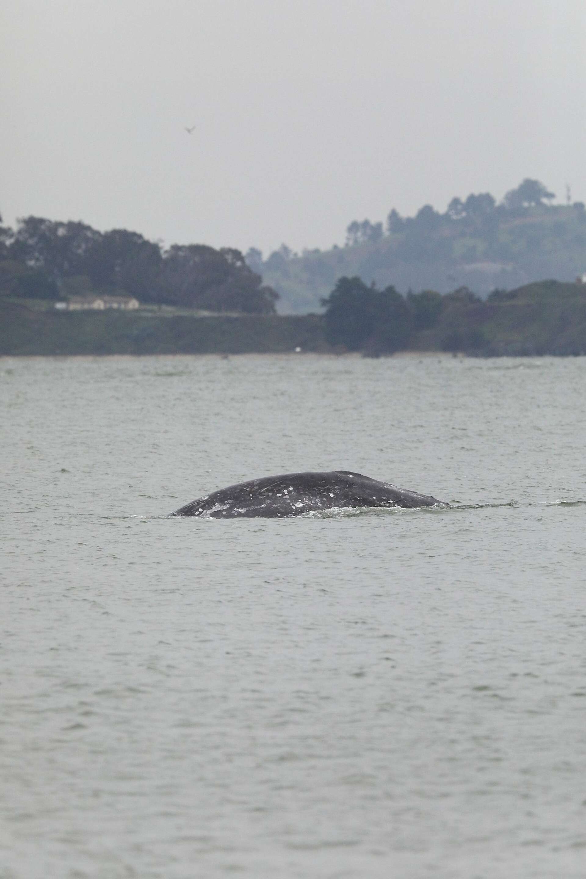 Third dead gray whale found in Bay Area waters in three weeks