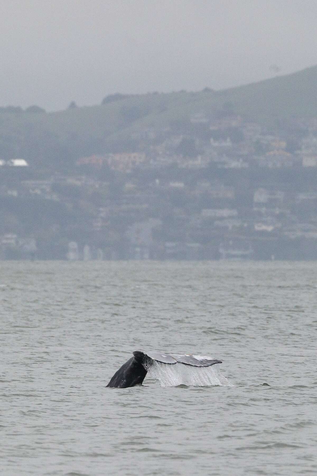 Third dead gray whale found in Bay Area waters in three weeks