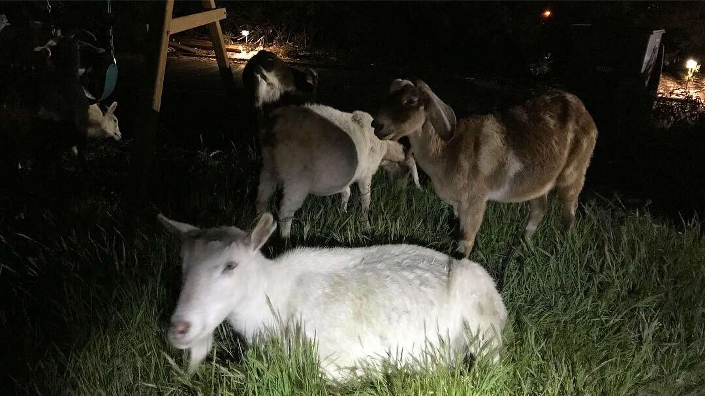 Santa Clara County deputies, animal control and a sheepdog herd 50 ...