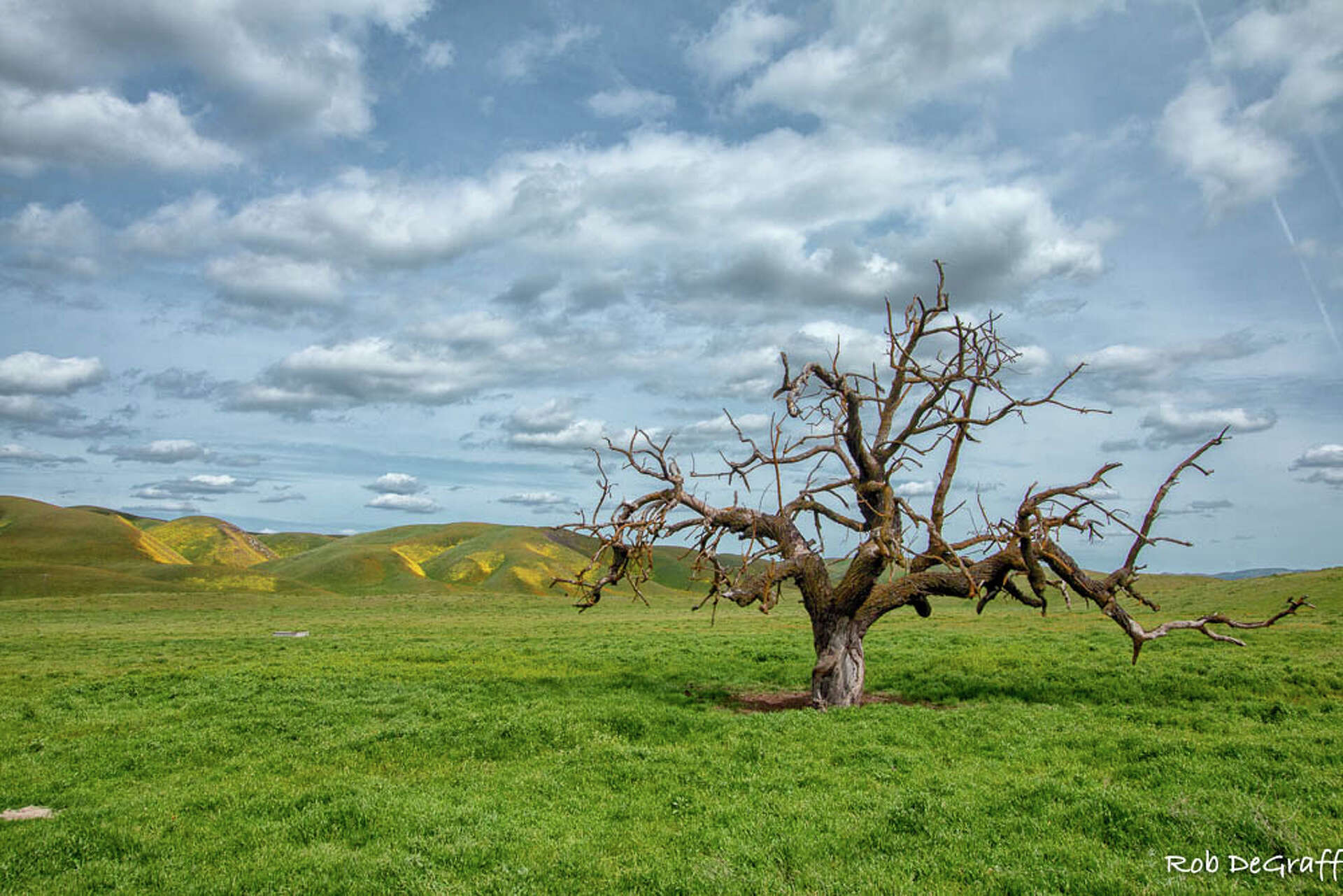 A super bloom is exploding a five-hour drive from the San Francisco Bay ...