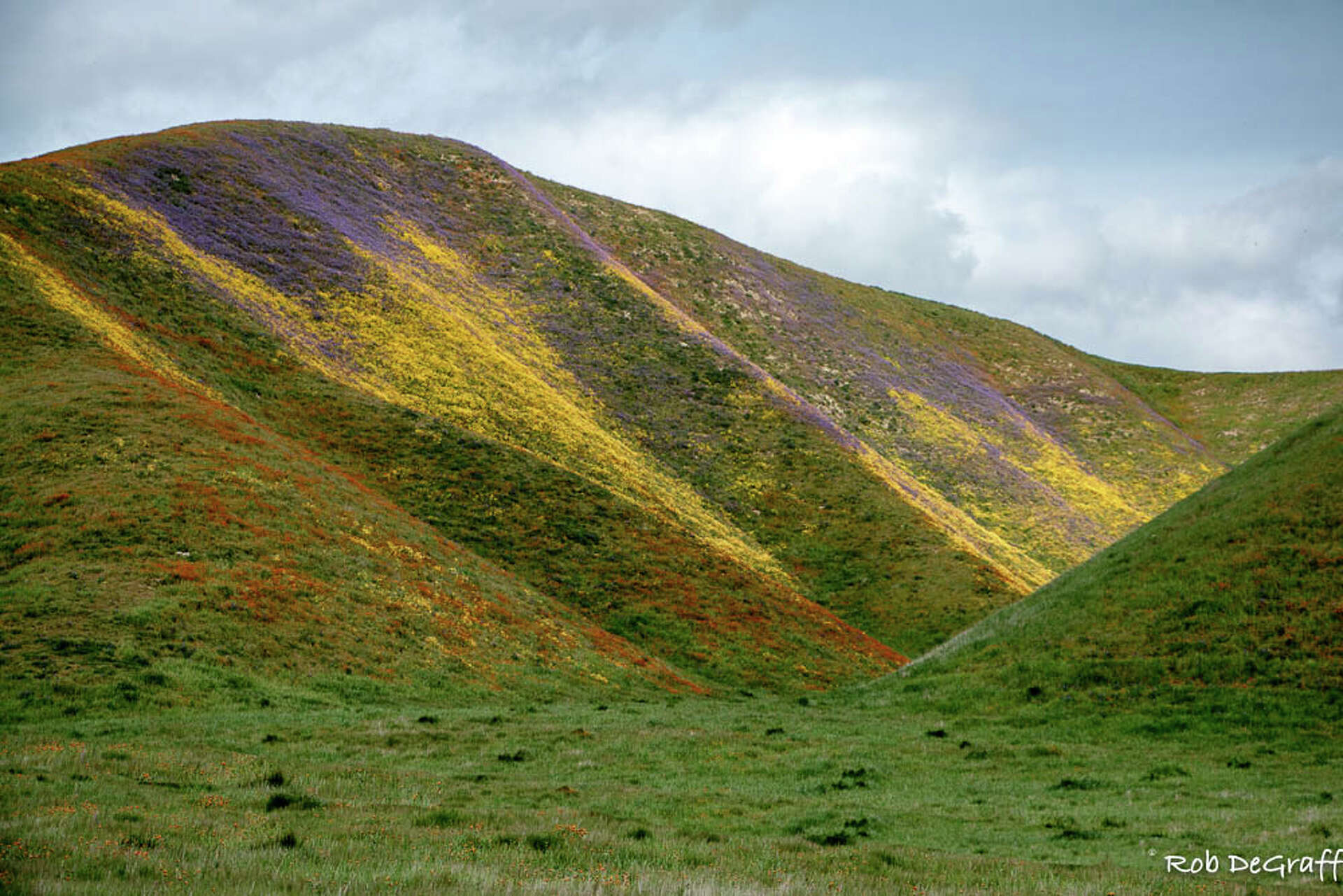 A super bloom is exploding a five-hour drive from the San Francisco Bay ...