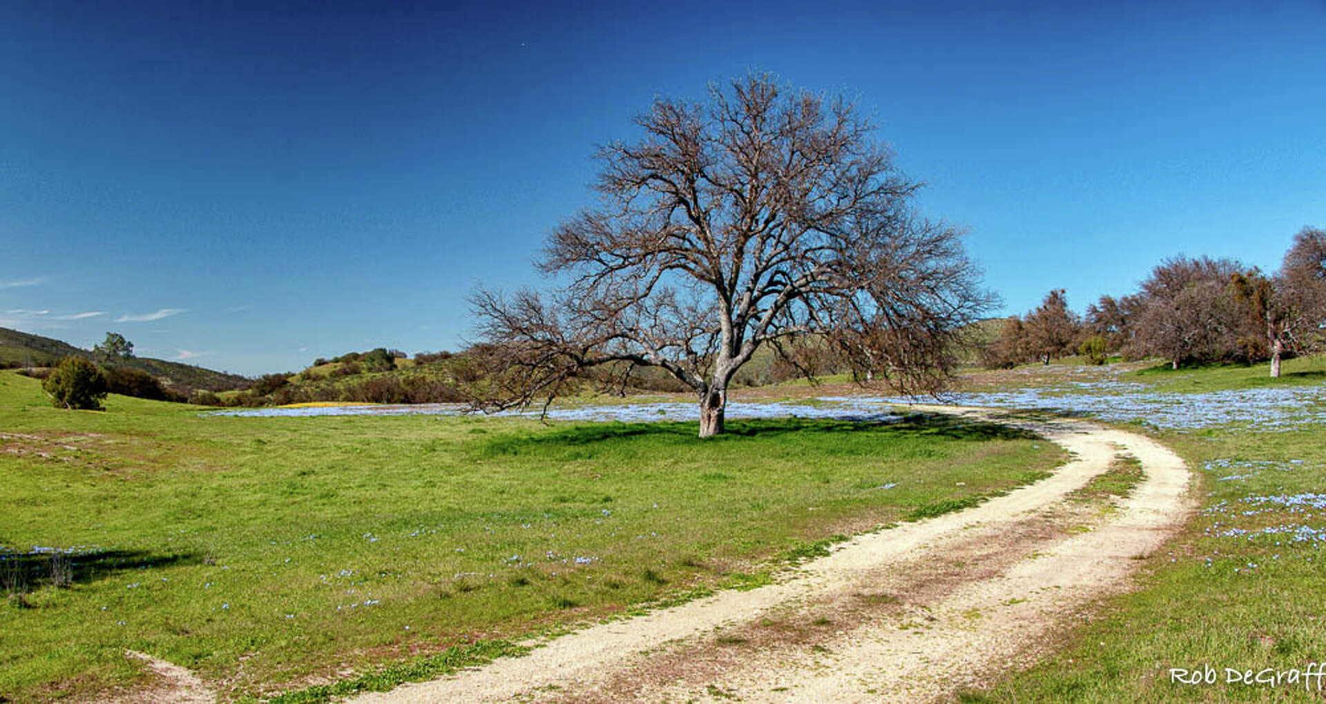 A super bloom is exploding a five-hour drive from the San Francisco Bay ...