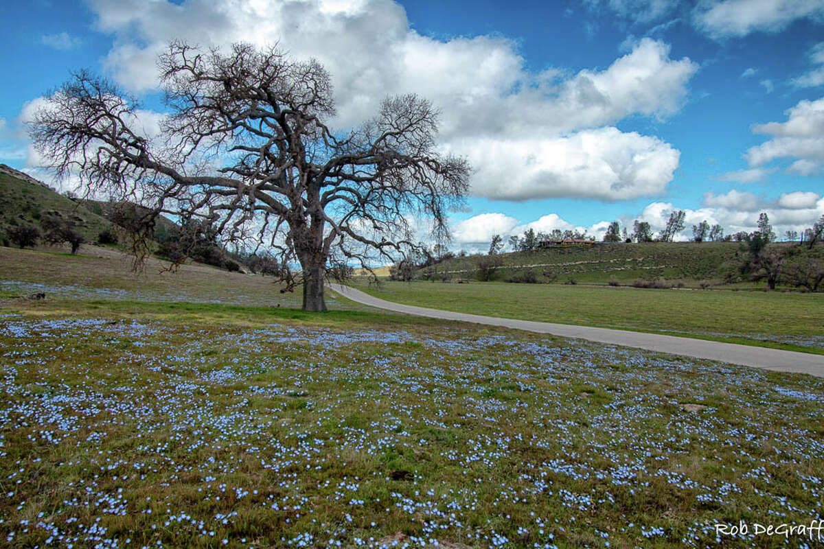 A super bloom is exploding a five-hour drive from the San Francisco Bay ...