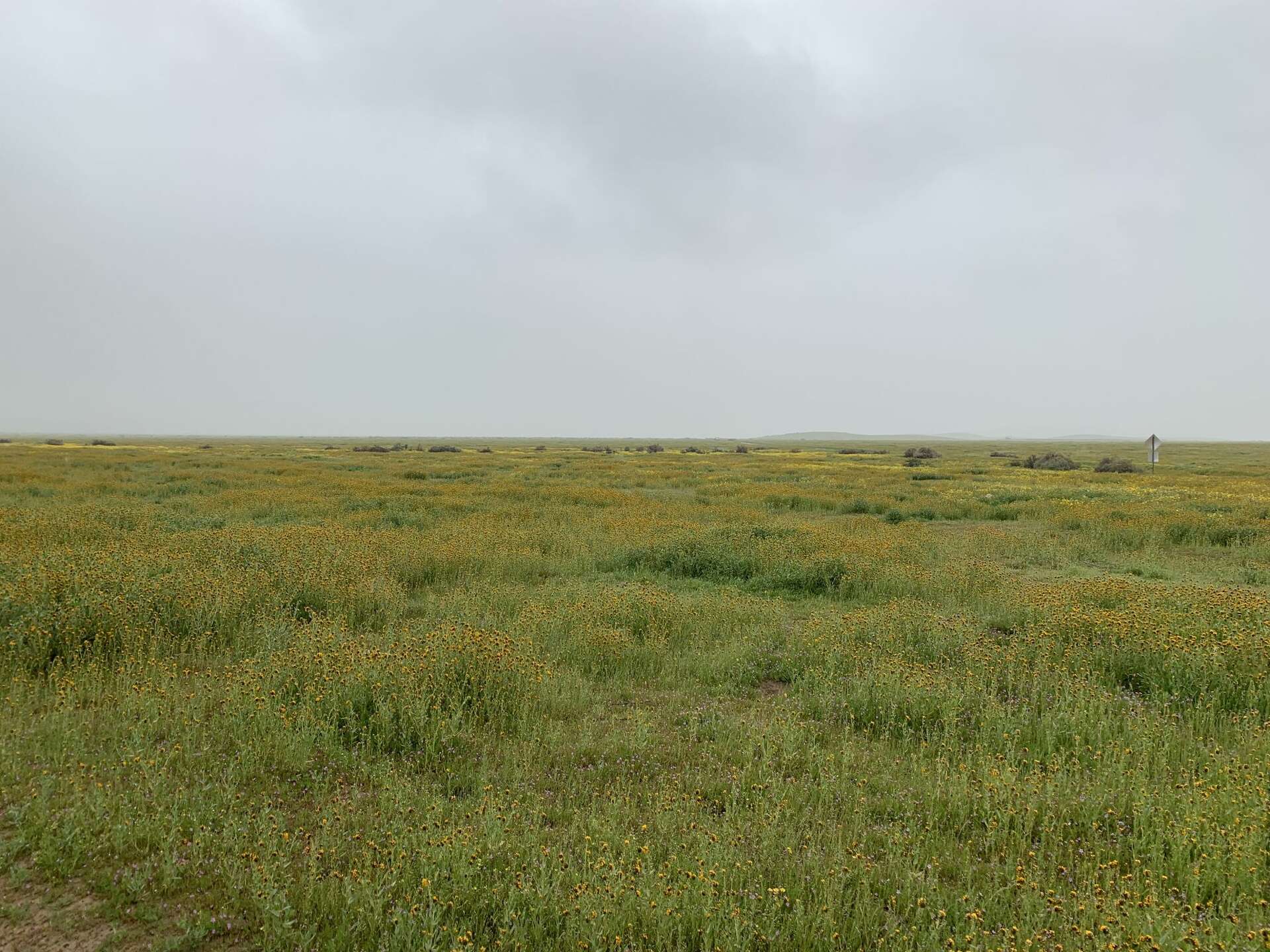 A super bloom is exploding a five-hour drive from the San Francisco Bay ...