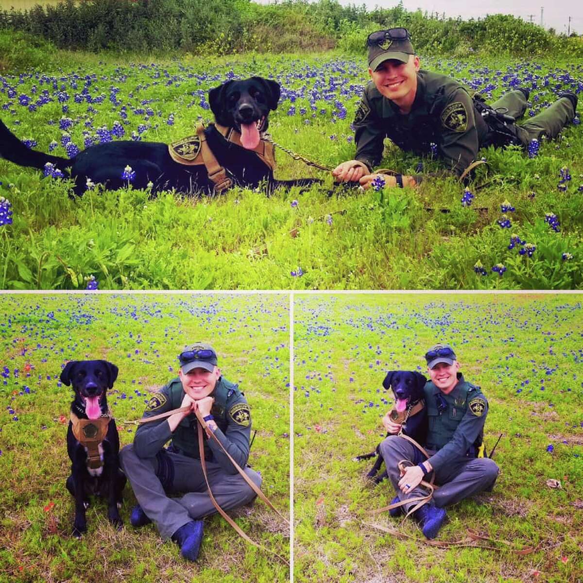 Back The Bluebonnets Challenge shows Texas cops hilariously frolicking ...