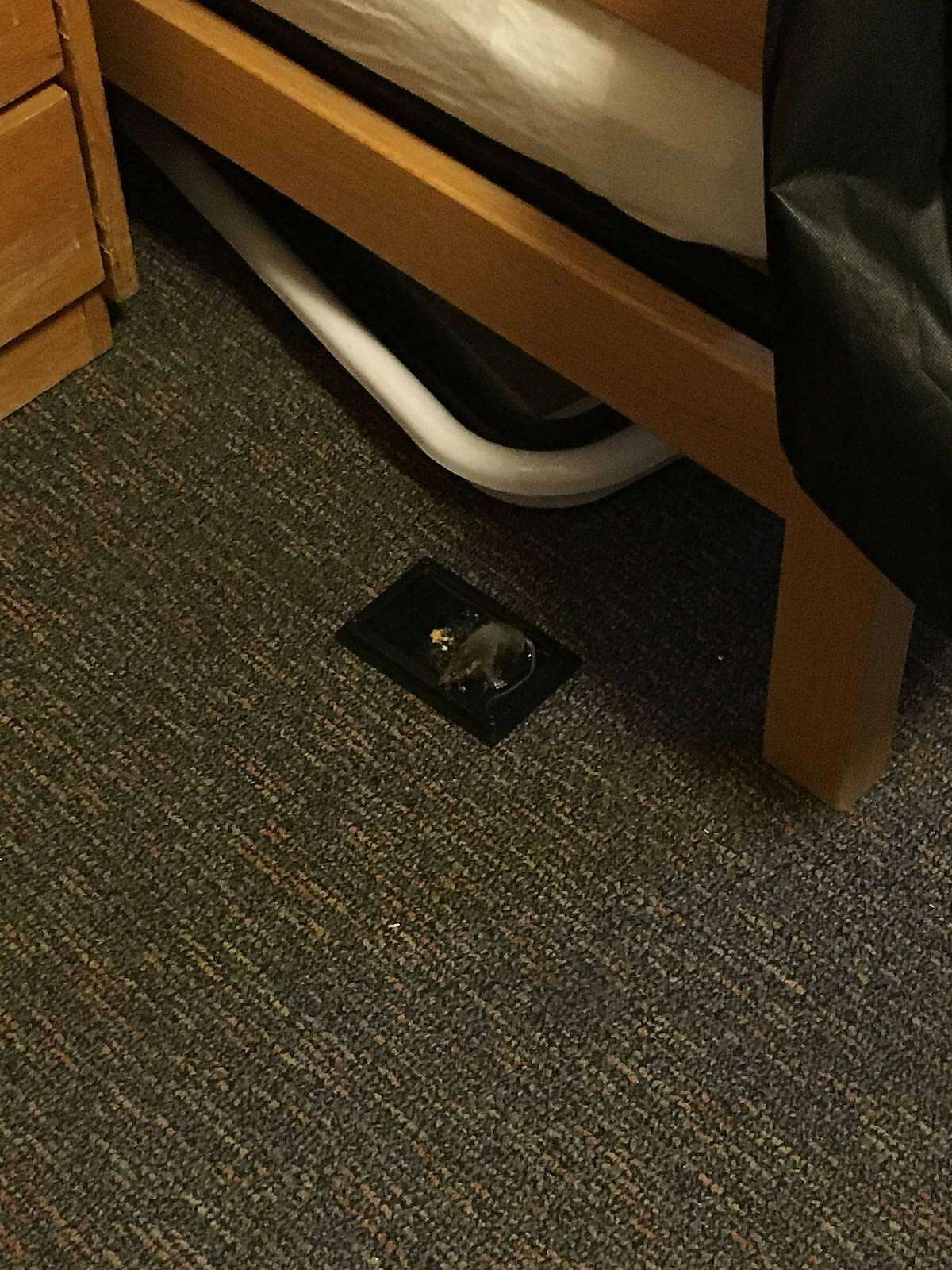 Roommates wanted for UC Berkeley dorm: Must be cool with mice, other vermin