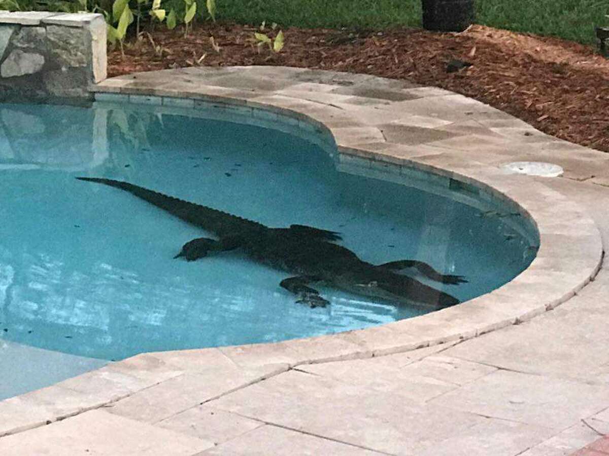 Florida family wakes up to discover massive alligator in pool