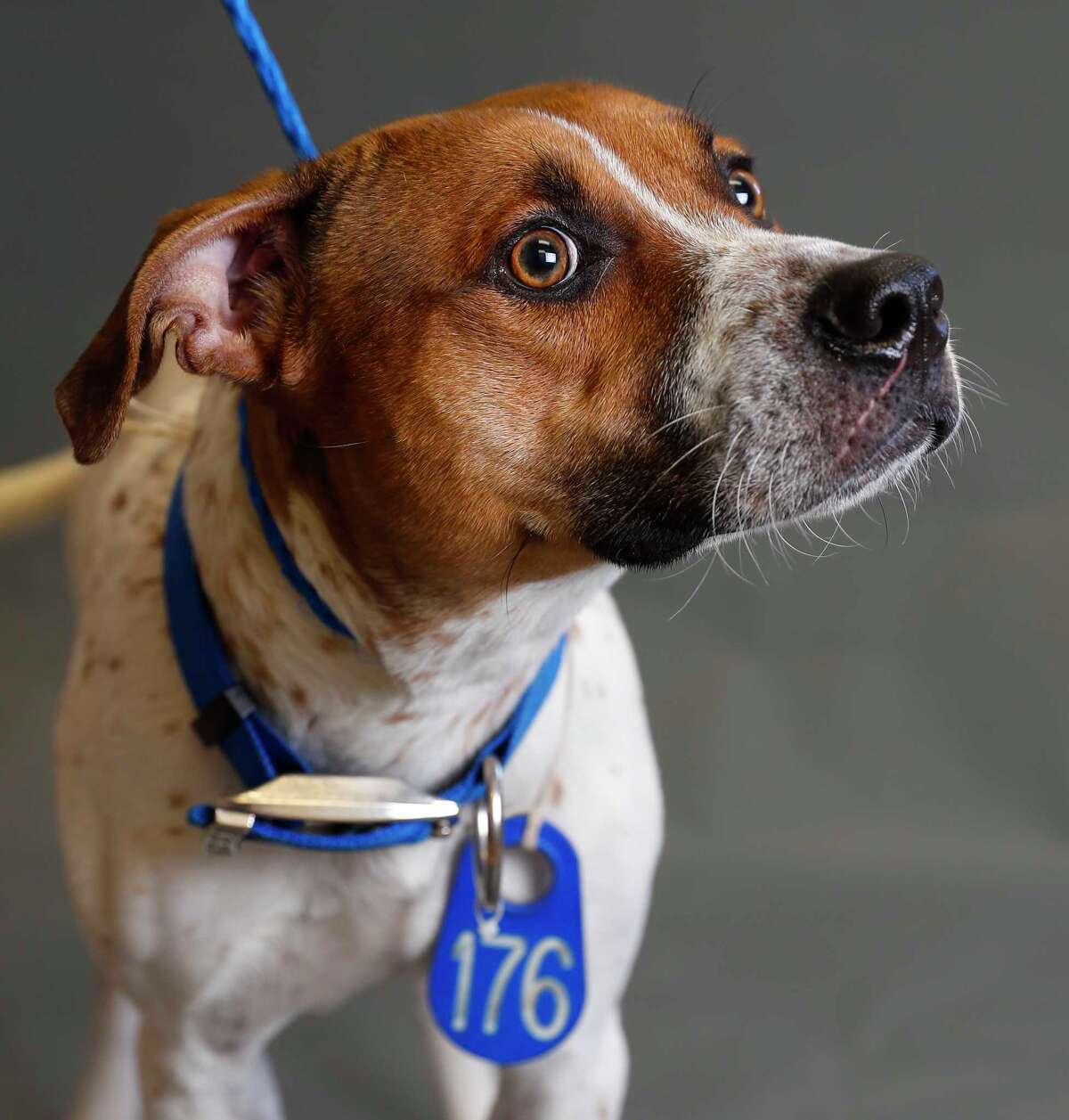 Harris County Animal Shelter reaches "no kill" status