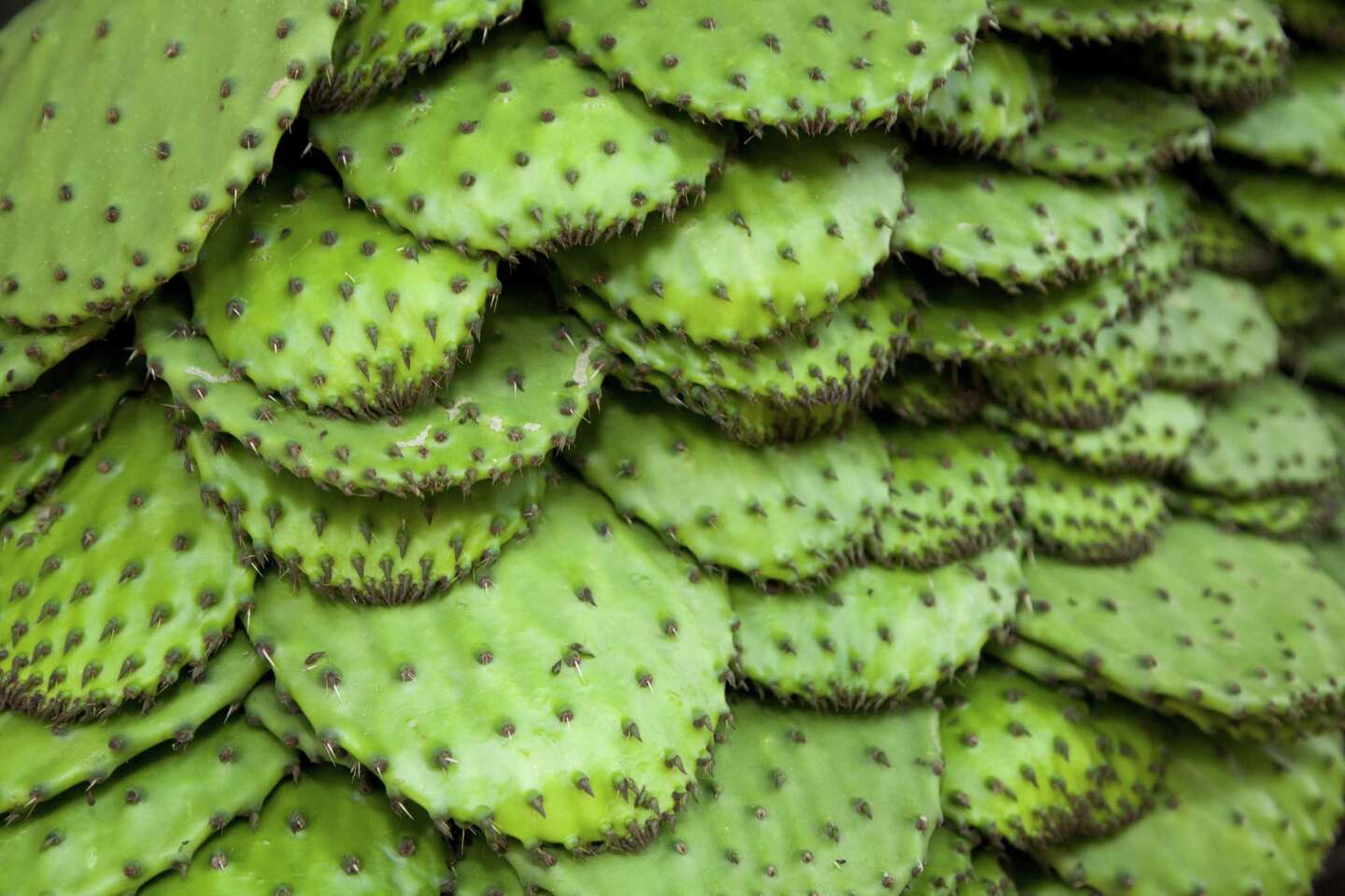 Nuevo nopales: Your guide to cooking with cactus