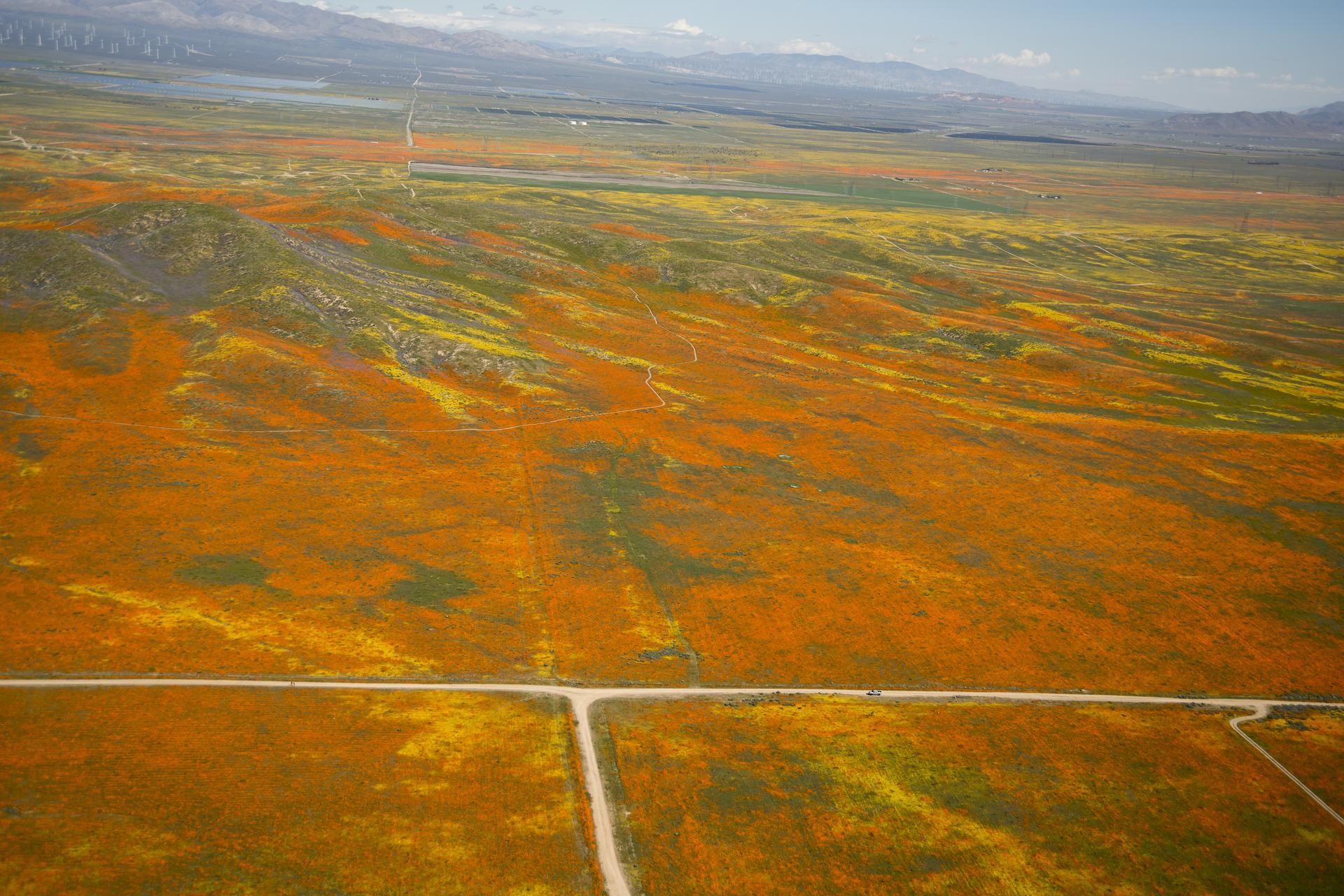 Watch a super bloom explode across California's yellow hills