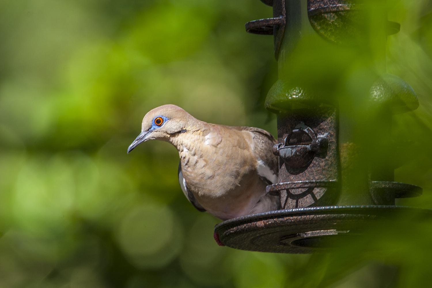 White-winged doves are making themselves at home in Houston neighborhoods