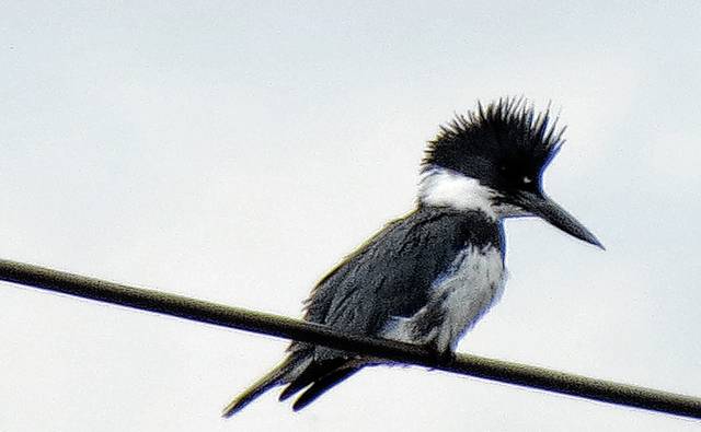 Reader photo: Long-distance calling