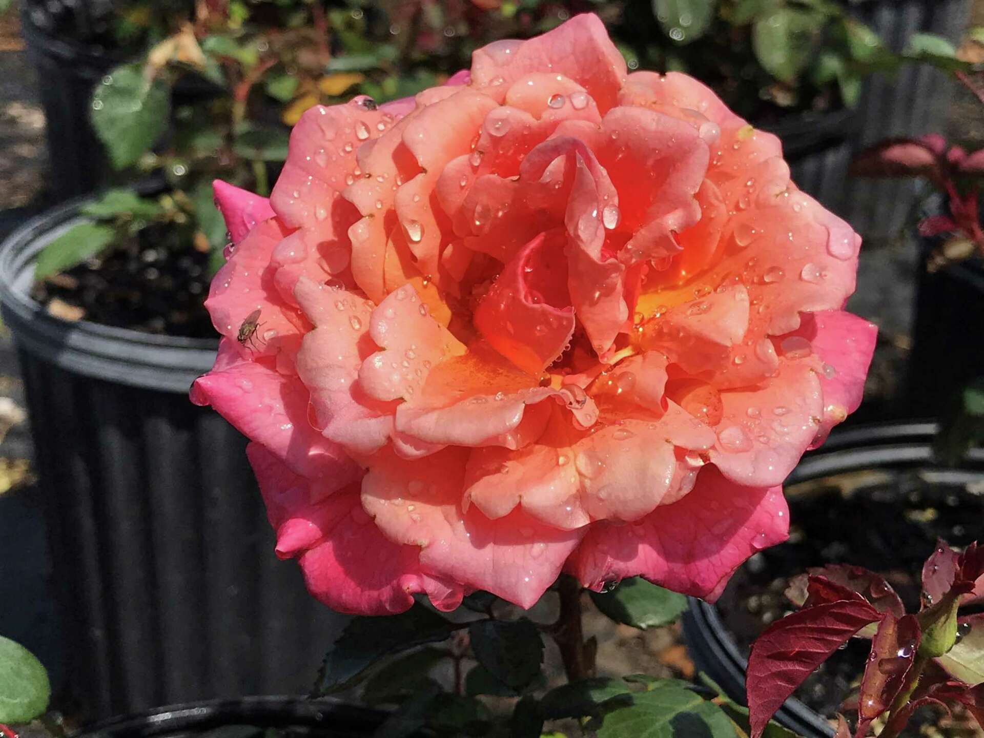 Aggie at Texas’ Antique Rose Emporium develops fragrant bloomers that ...