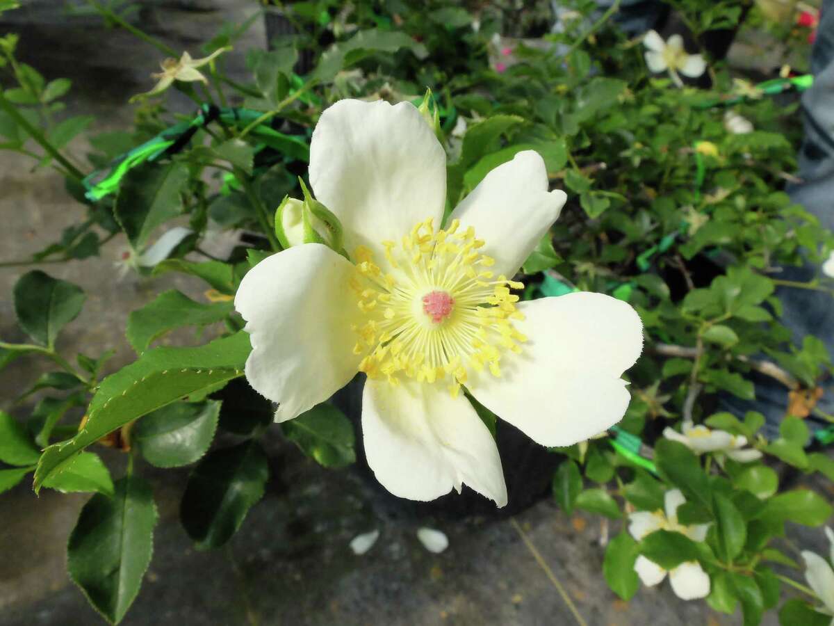 Aggie at Texas’ Antique Rose Emporium develops fragrant bloomers that ...