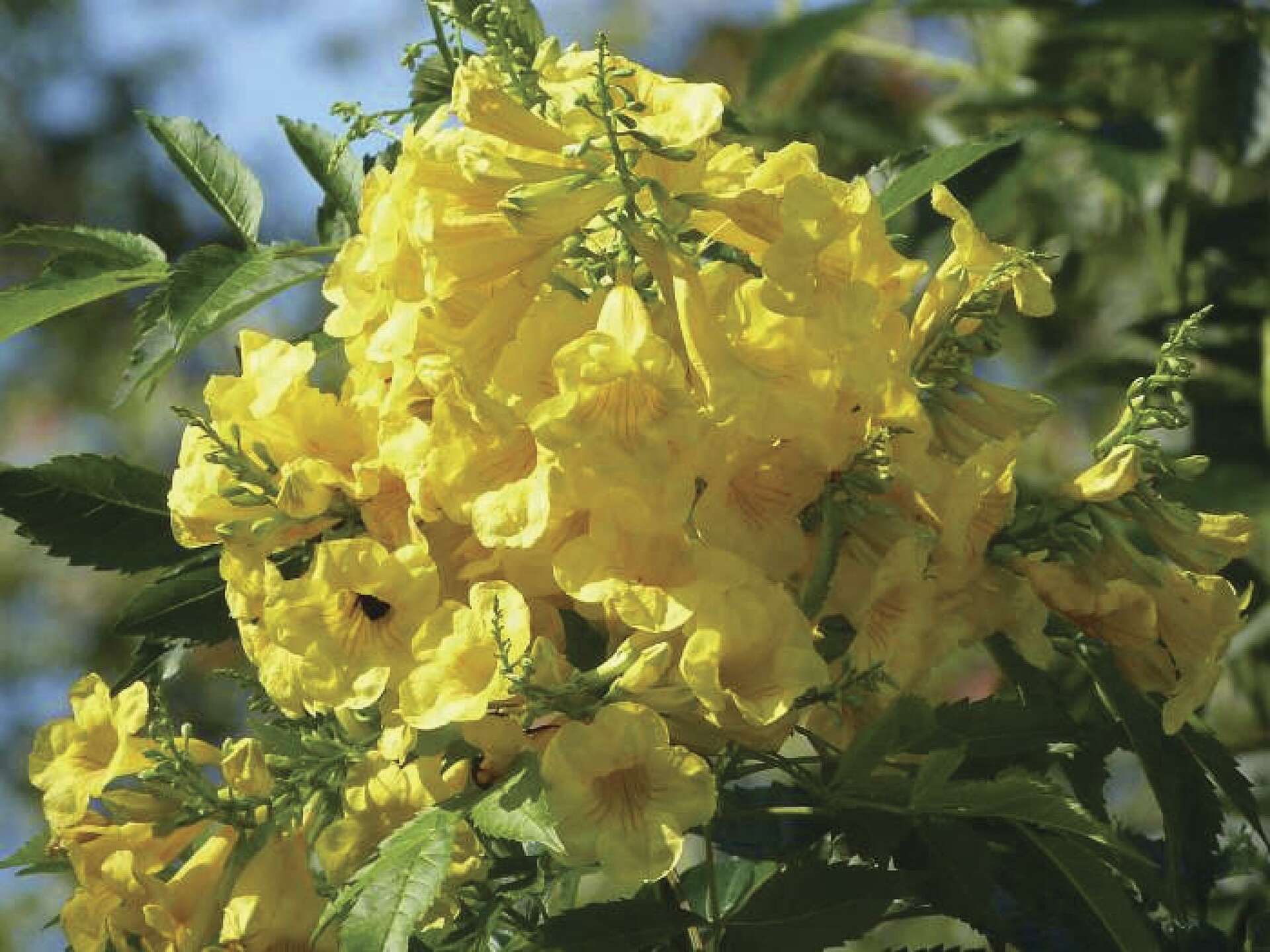 Master Gardener: Esperanza a ‘thumbs up’ plant all the way around