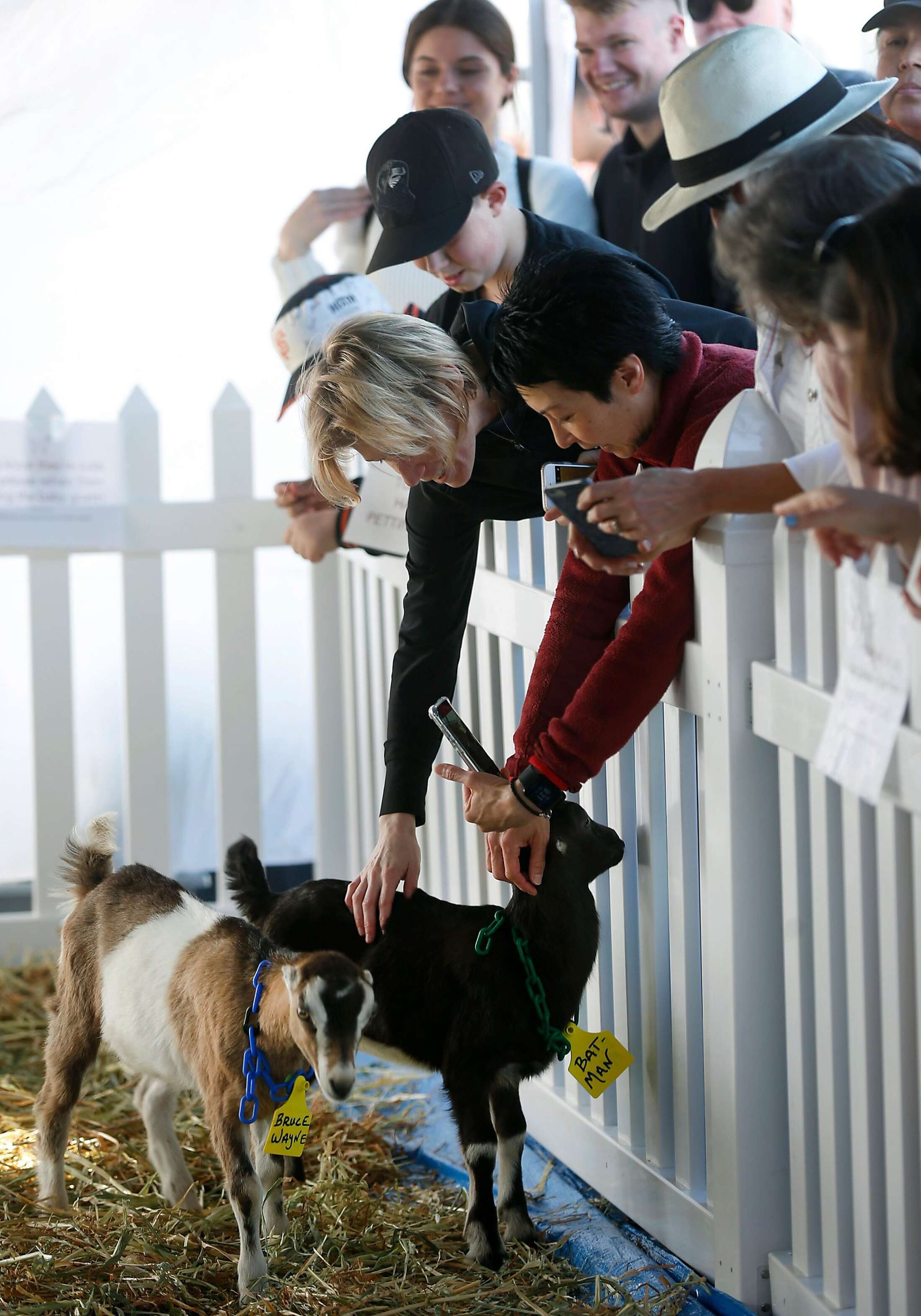 Maa! Maa! Baby goats invade the Ferry Building