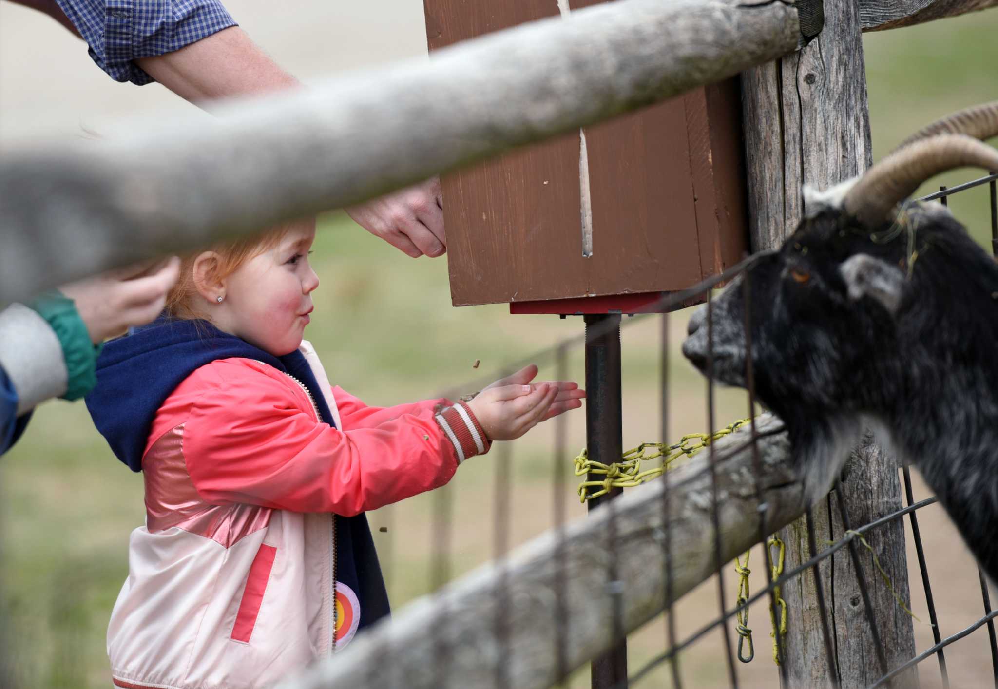 Photos: Baby Animal Days at Indian Ladder Farms