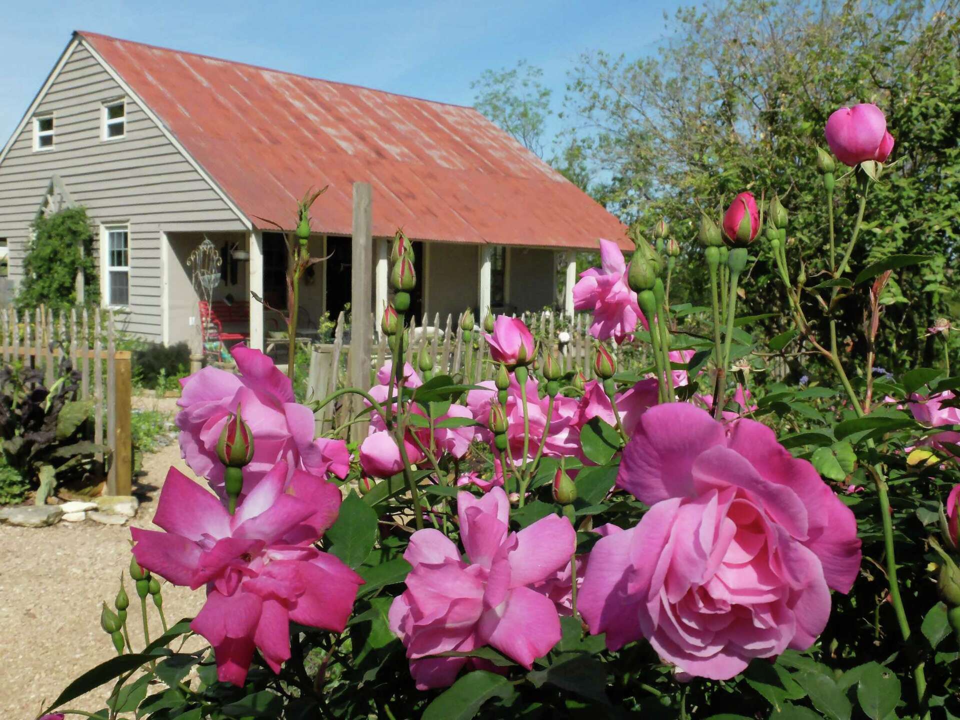 Aggie at Texas’ Antique Rose Emporium develops fragrant bloomers that ...