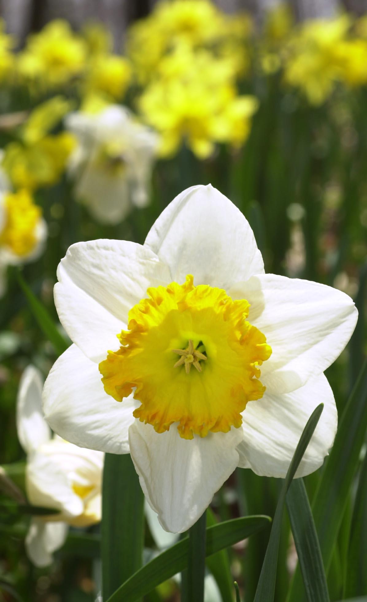 Meriden Daffodil, Wooster Square Cherry Blossom fests April 27-28