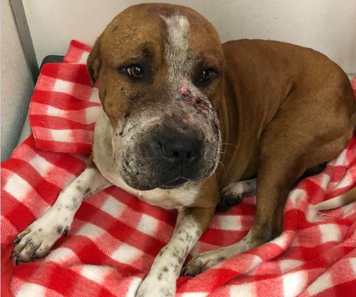 Dexter the dog was found covered in snake bites and might need a ...