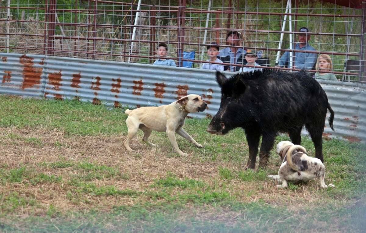 Comedian Whitney Cummings sparks social media outrage over small Texas ...