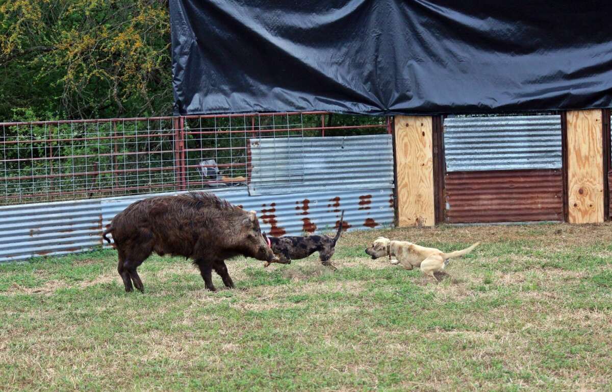 Hog baying opponents, supporters remain divided on sport's merit in Texas