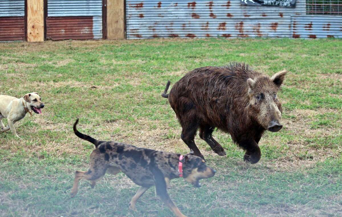 Hog baying opponents, supporters remain divided on sport's merit in Texas