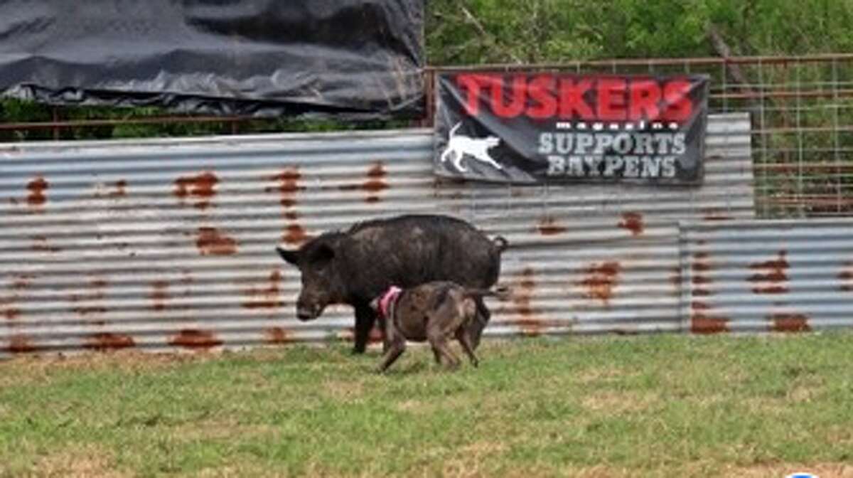Hog baying opponents, supporters remain divided on sport's merit in Texas