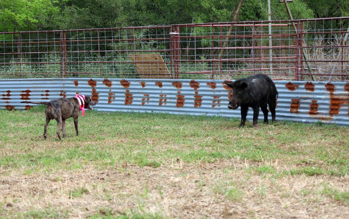 Hog baying opponents, supporters remain divided on sport's merit in Texas