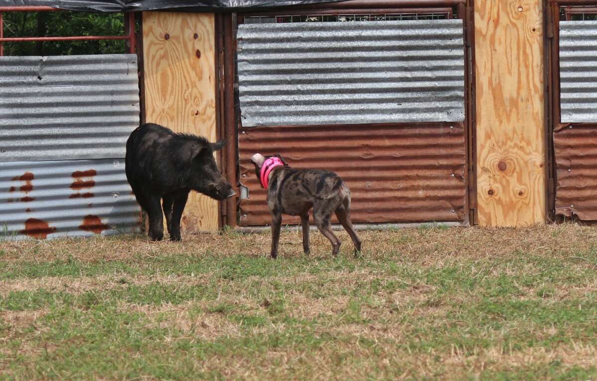 Hog baying opponents, supporters remain divided on sport's merit in Texas