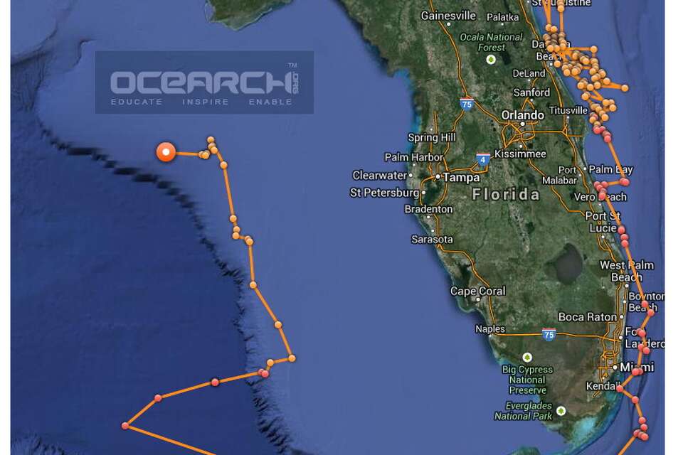 goliath shark tracker
