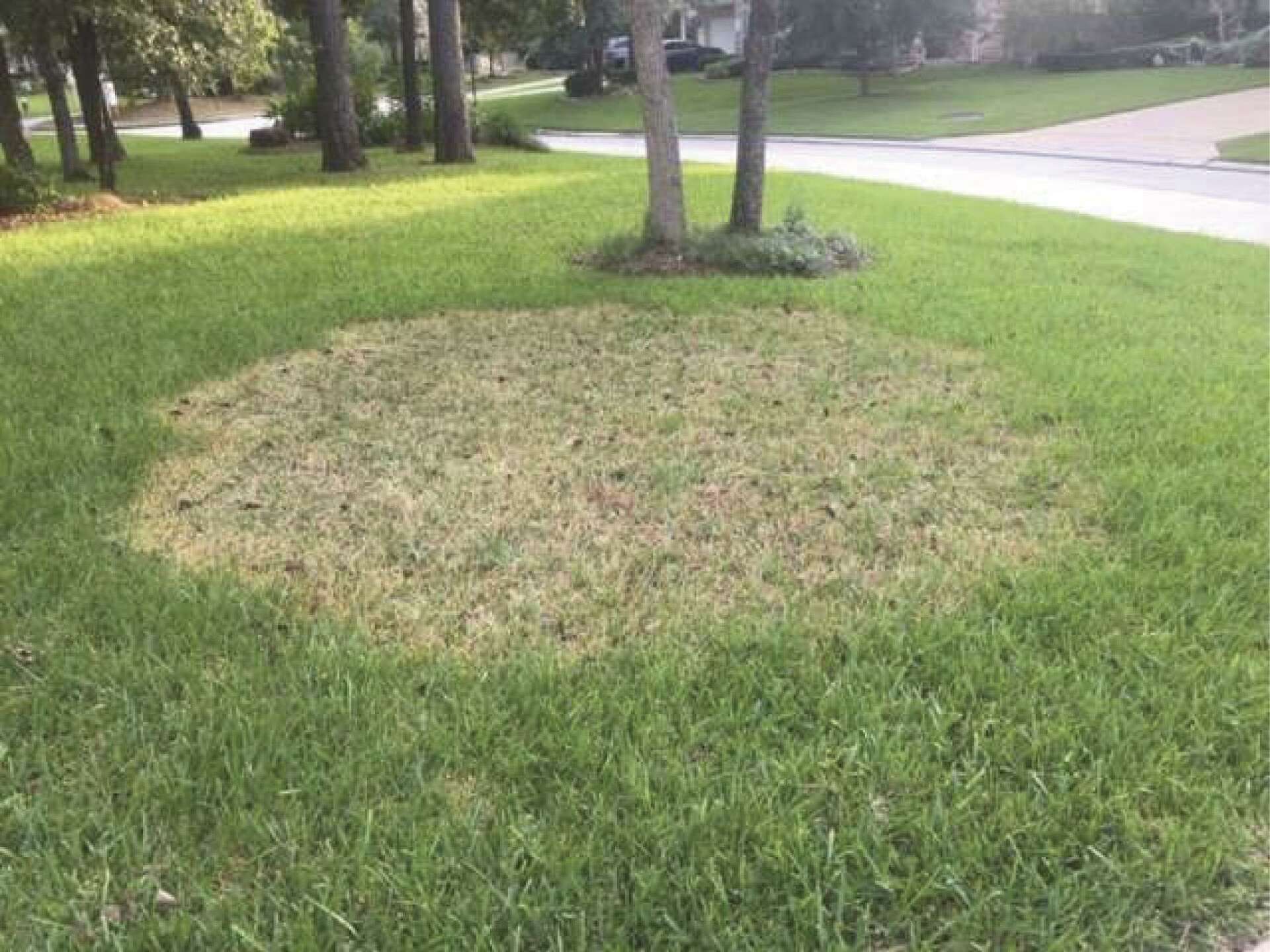 how to make grass rot quickly
