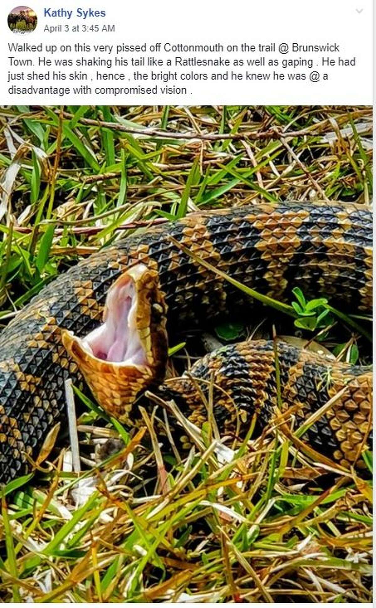 Photographer captures colorful images of venomous cottonmouth snake in ...