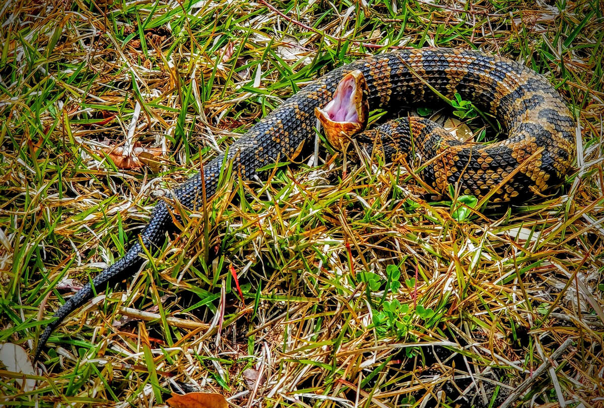 Photographer captures colorful images of venomous cottonmouth snake in ...