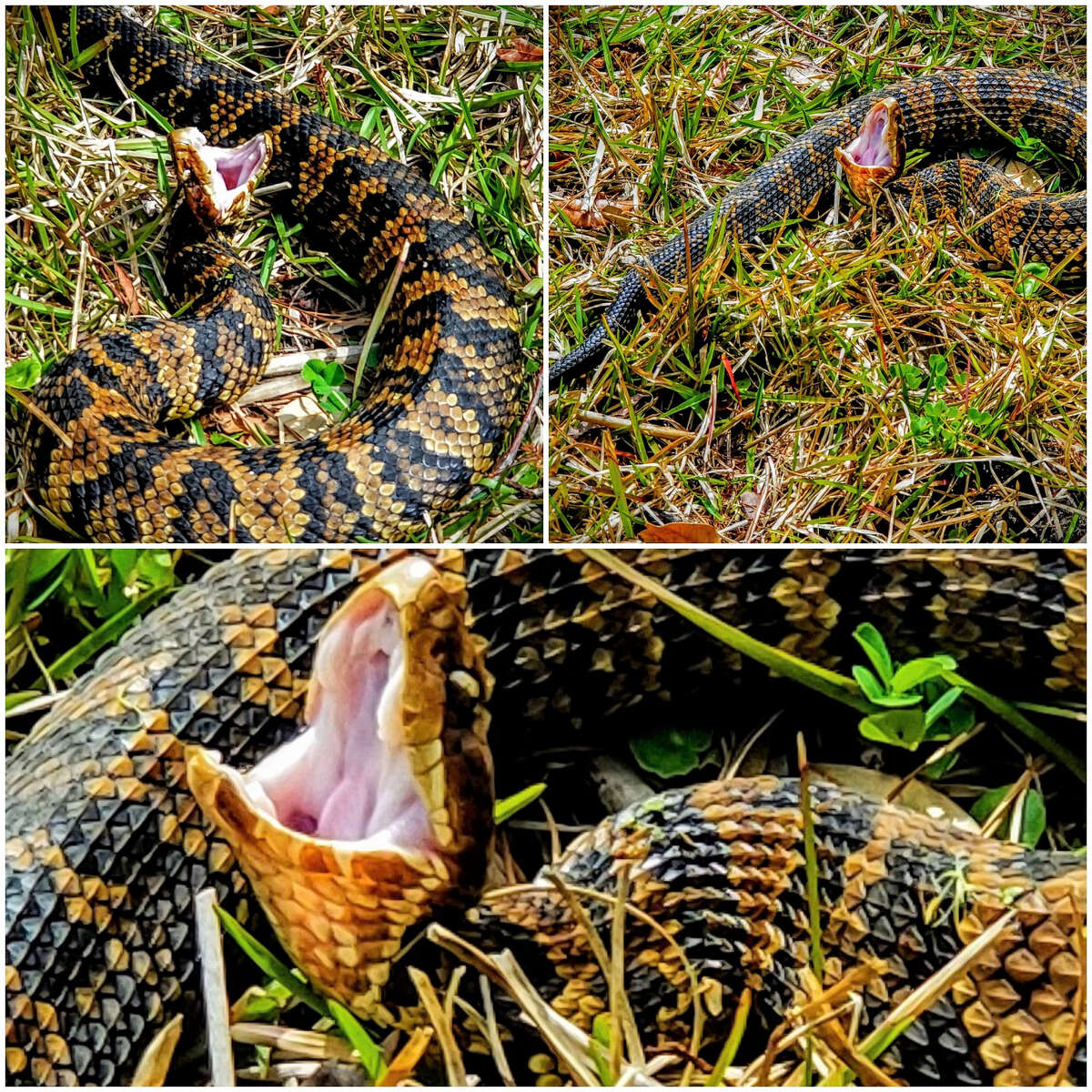 Photographer captures colorful images of venomous cottonmouth snake in ...