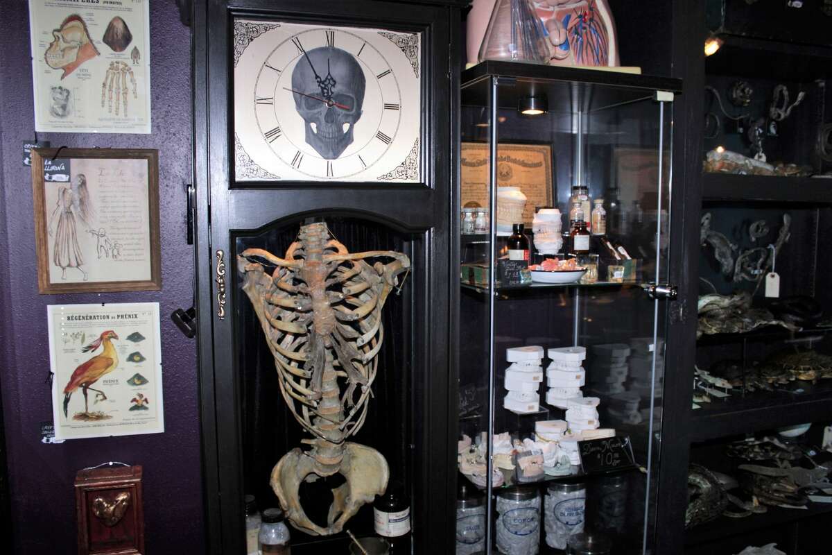 See inside The Wilde Collection oddities shop before tragic fire
